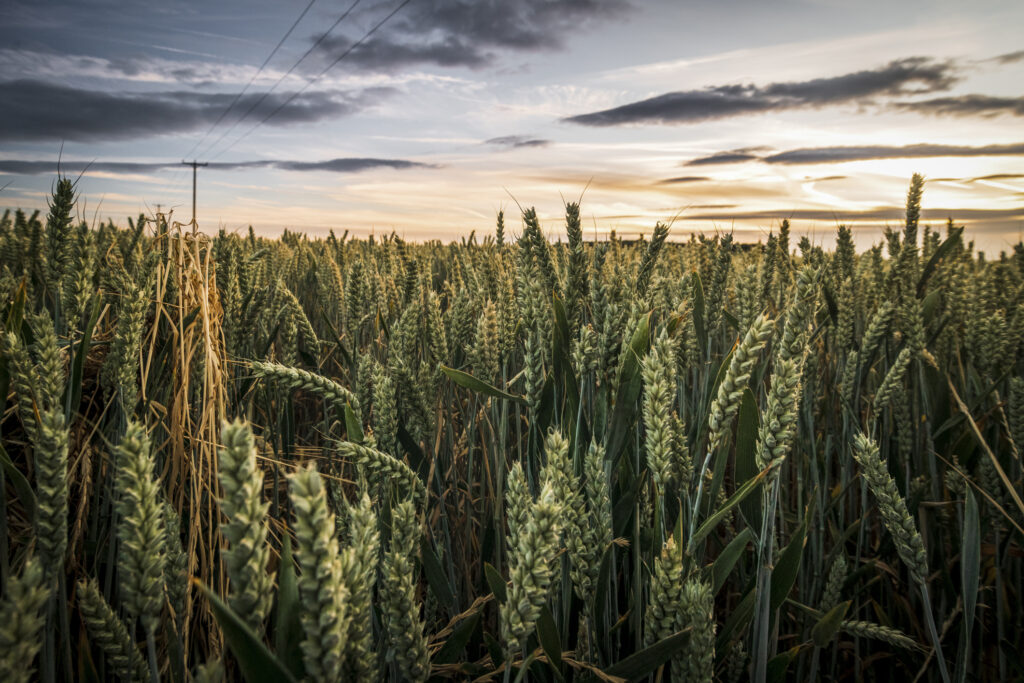 M&A in Agriculture: A Q&A with Lewis & Clark’s Tim Hassler | Middle ...